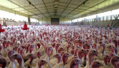 A Question on the Price of a Turkey – To-Table