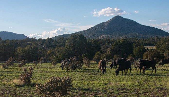 Wagyu Beef Cooking Tips – To-Table