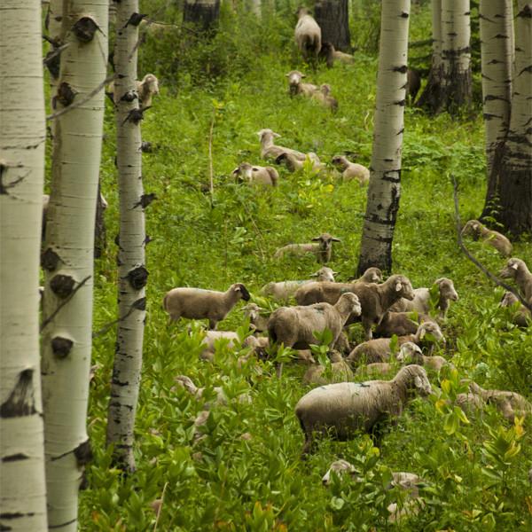Colorado Spring Lamb Meat Packages | To-Table